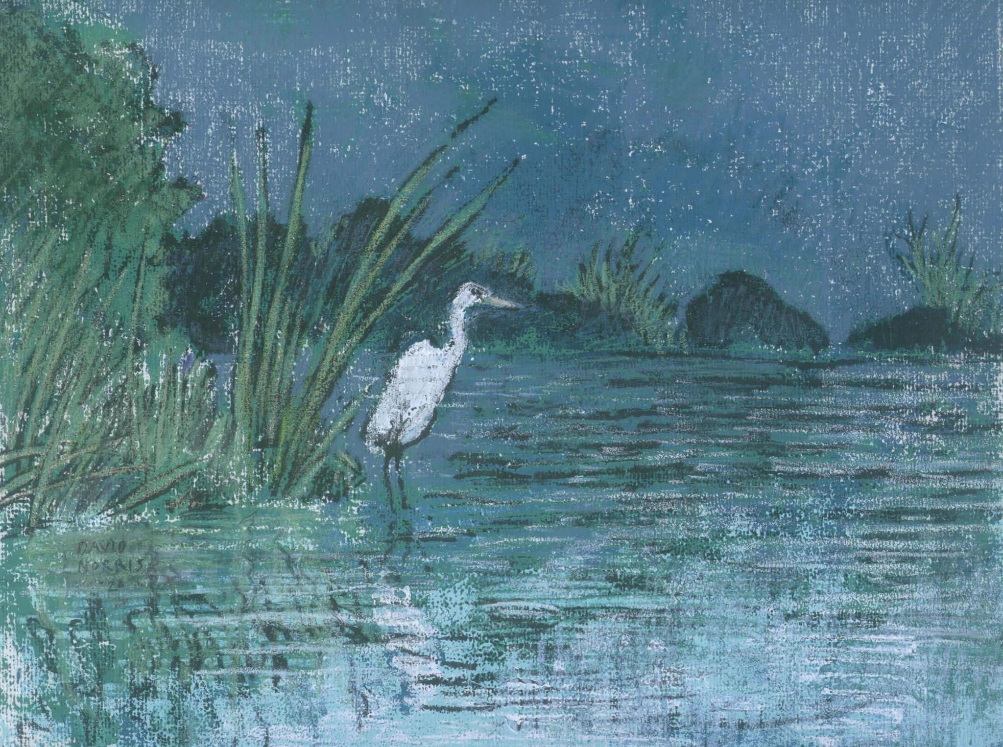 David Norris – Illustrator - Art in Bloom Gallery