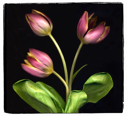 Reception for Susan Francy’s Exhibit at Platypus & Gnome Restaurant ...