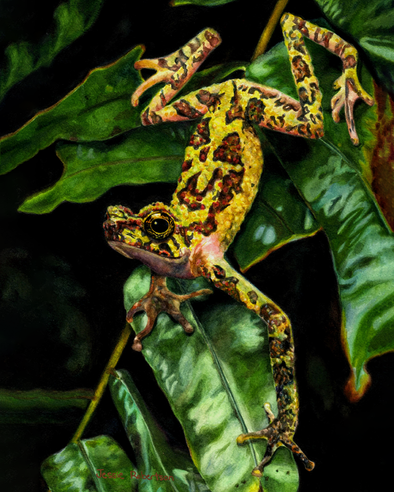 Print – “Bornean Rainbow Toad” - Art in Bloom Gallery