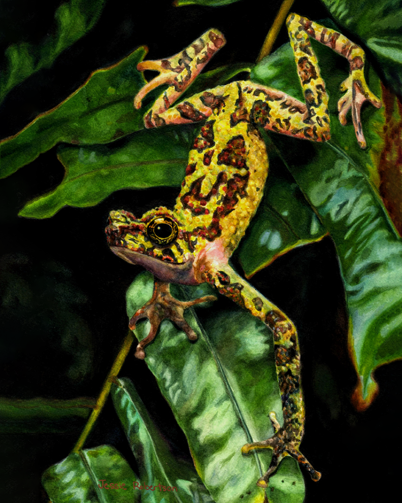 Print – “Bornean Rainbow Toad” - Art in Bloom Gallery