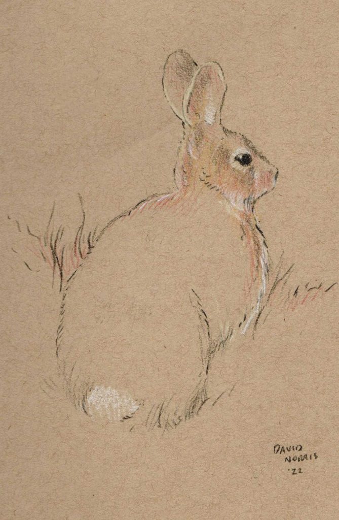 Sketch of a Rabbit - Art in Bloom Gallery