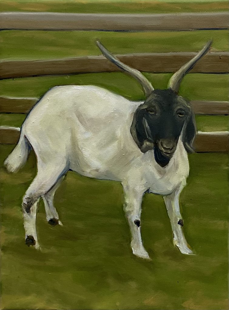 Goat Study 2 - Art in Bloom Gallery